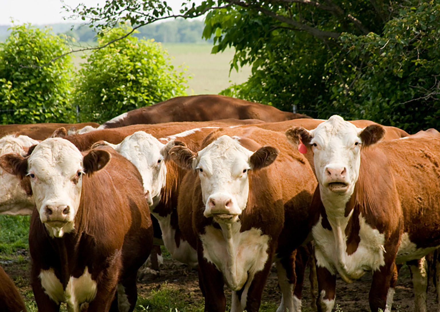 Detecting and Treating Lump Jaw in Cattle - Countryside